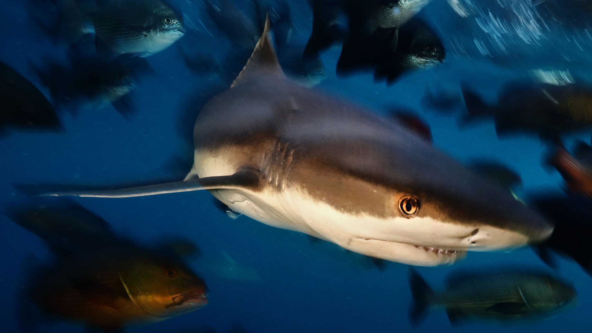 Warum wir Haie brauchen - Greenpeace Schweiz