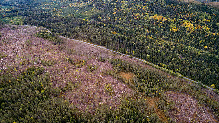 Wie Europa die eigene Natur zerstört - Greenpeace Schweiz